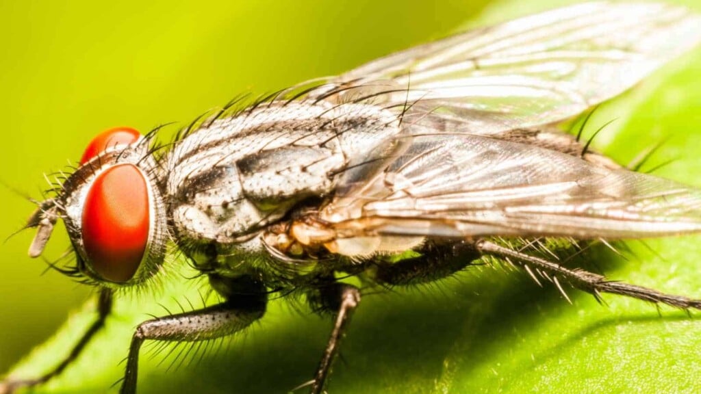 Horse Fly: How to Identify and Get Rid of Horse Flies