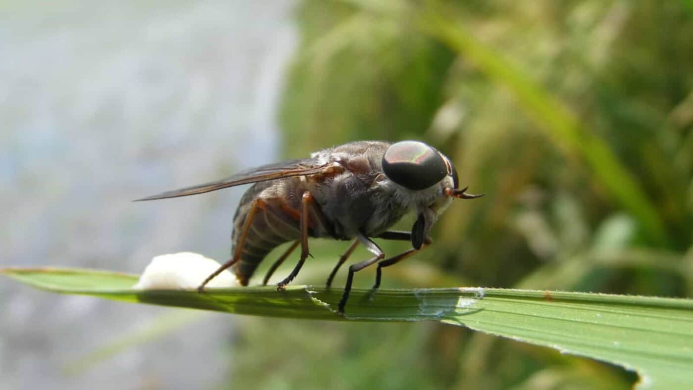 Horse Fly: How to Identify and Get Rid of Horse Flies