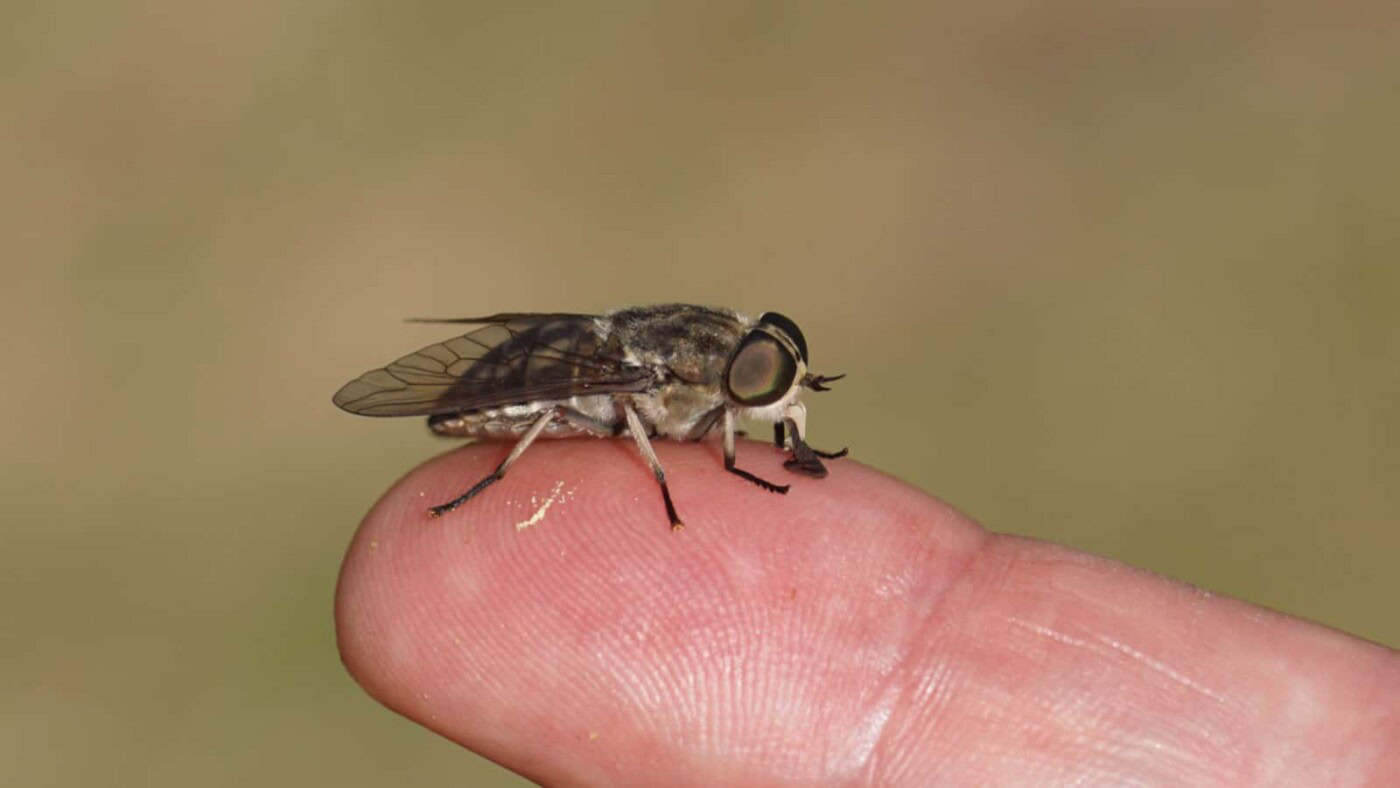 Horse Fly: How to Identify and Get Rid of Horse Flies