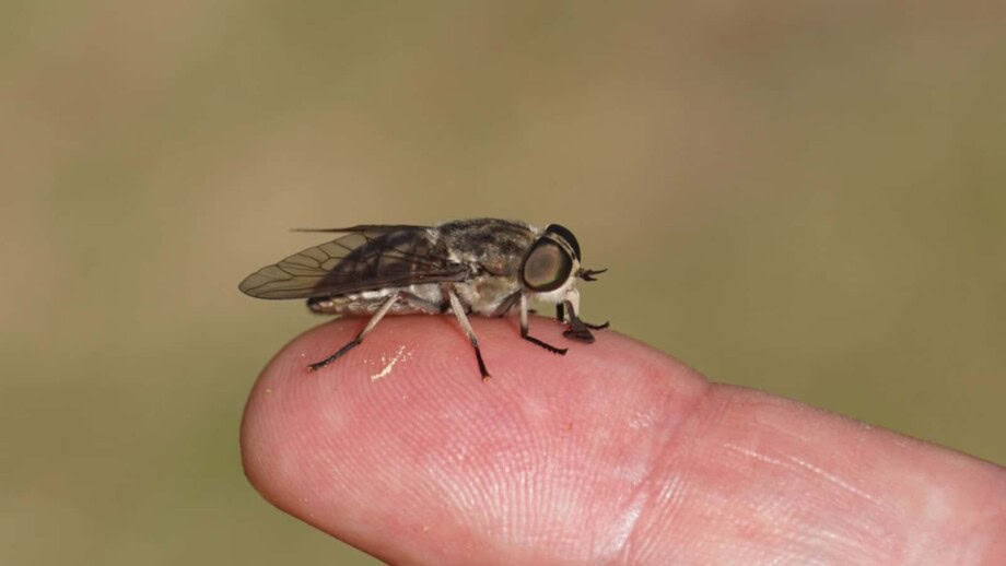 Horse Fly: How to Identify and Get Rid of Horse Flies