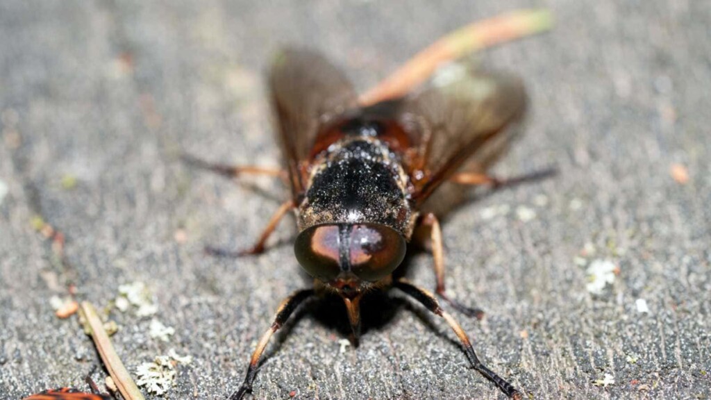 Horse Fly: How to Identify and Get Rid of Horse Flies