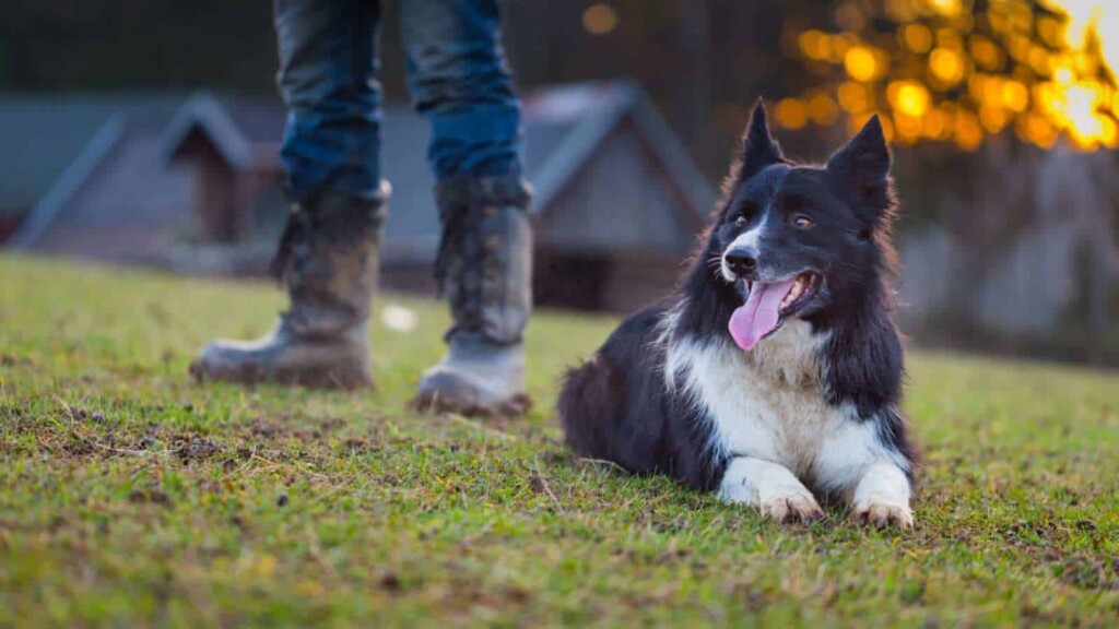 A Glimpse into the Happy Lives of 12 Farm Dogs | Planet Natural