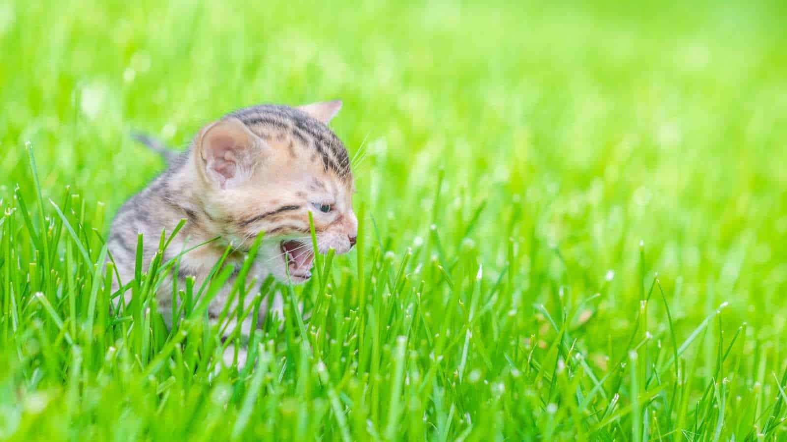Cattitude Chronicles: A Closer Look at 12 Cats Embracing Their Inner ...