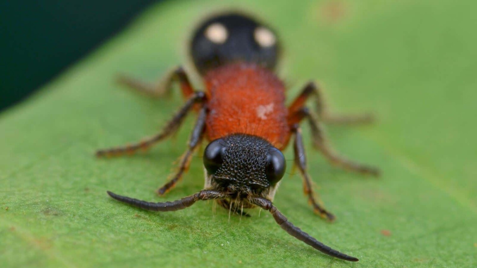 Velvet Ant: What You Need to Know About Cow Killer Ants