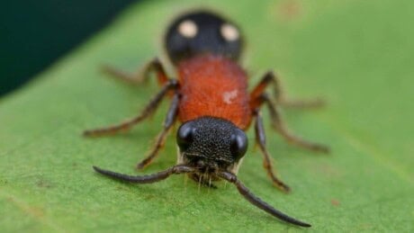 Velvet Ant: What You Need to Know About Cow Killer Ants