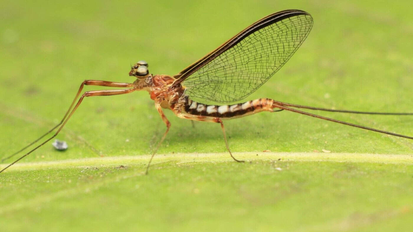 Mayflies: What Are They and How to Get Rid of Them