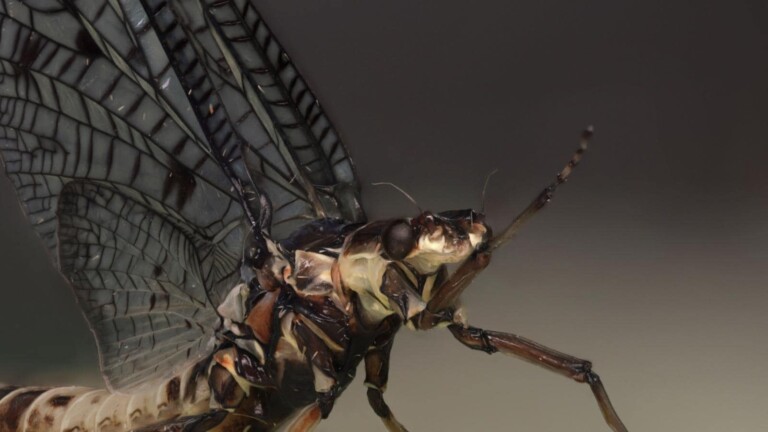 Mayflies: What Are They and How to Get Rid of Them