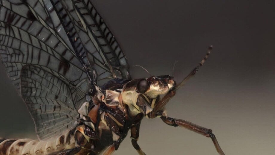 Mayflies: What Are They and How to Get Rid of Them