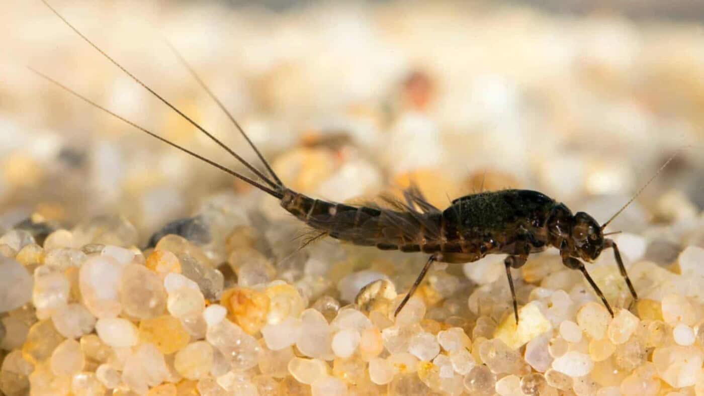 Mayflies: What Are They and How to Get Rid of Them
