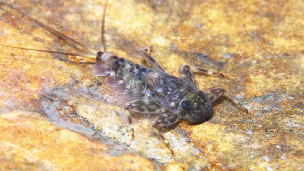 Mayflies: What Are They and How to Get Rid of Them