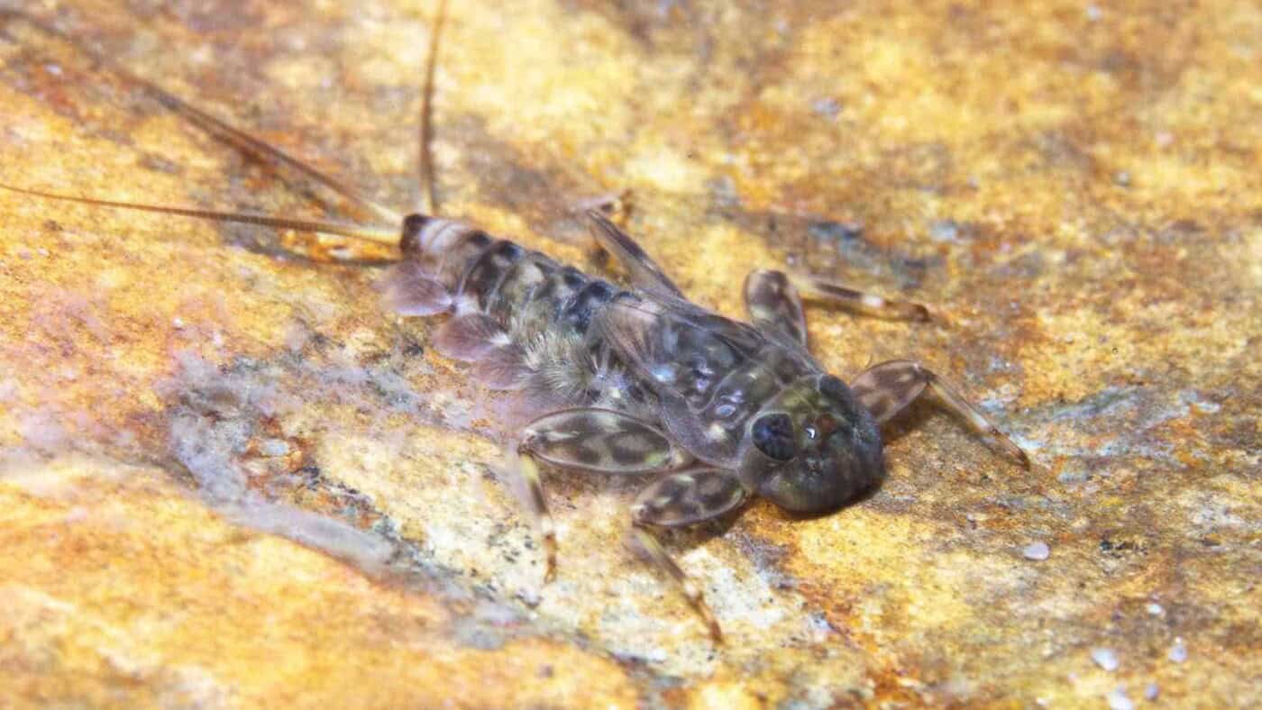 Mayflies: What Are They and How to Get Rid of Them