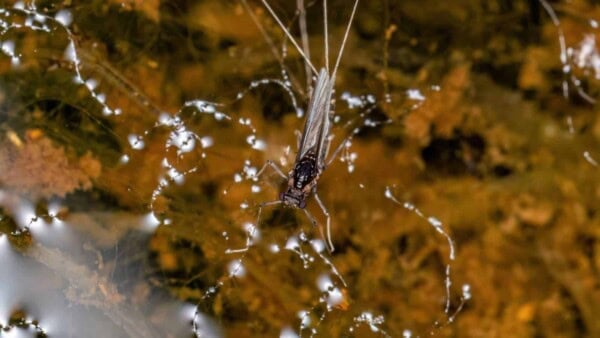 Mayflies: What Are They and How to Get Rid of Them