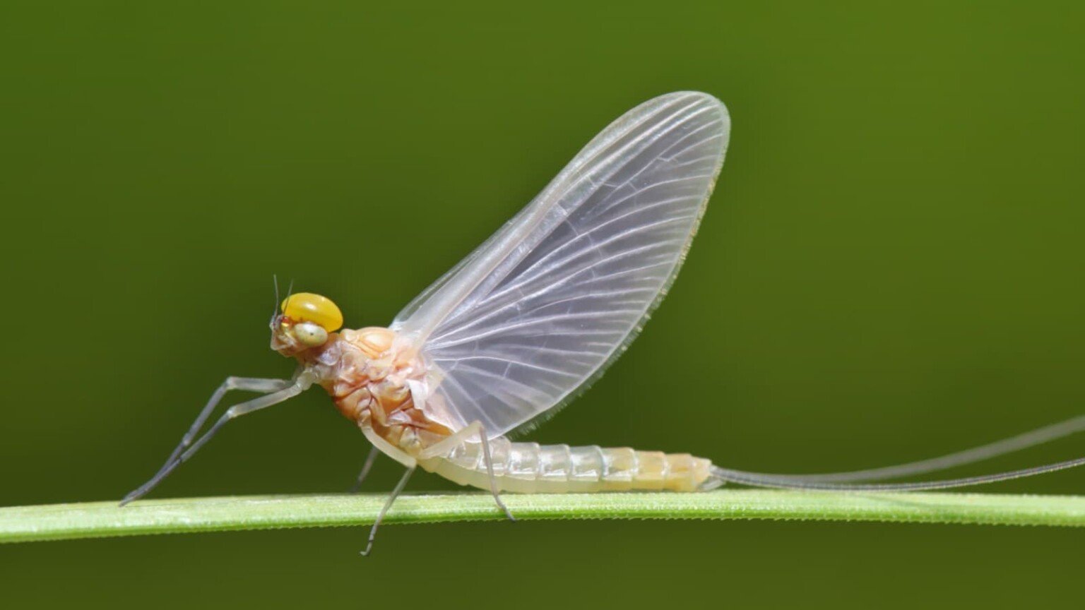 Mayflies: What Are They and How to Get Rid of Them