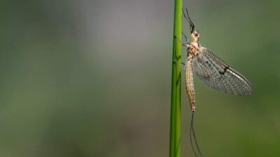 Mayflies: What Are They and How to Get Rid of Them