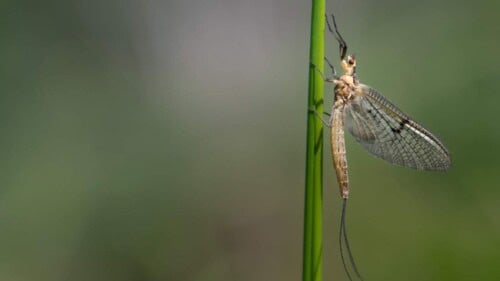 Mayflies: What Are They and How to Get Rid of Them