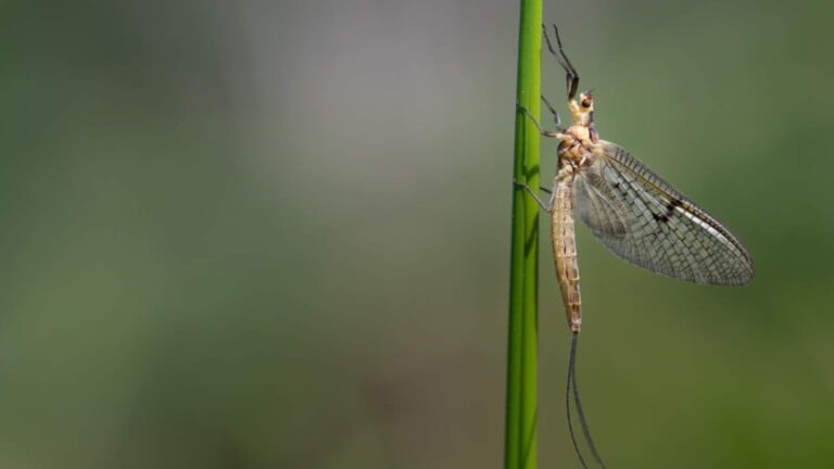 Mayflies: What Are They and How to Get Rid of Them