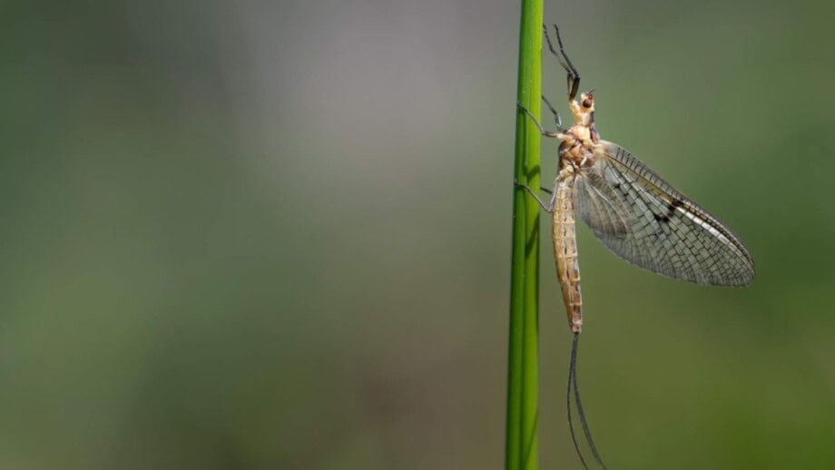 Mayflies: What Are They and How to Get Rid of Them