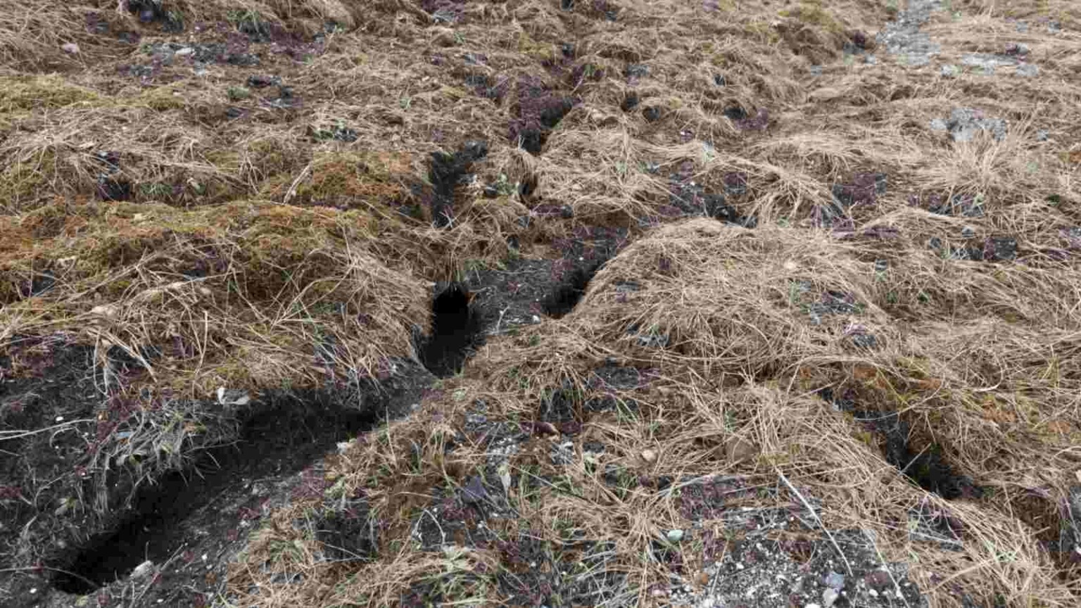 How to Get Rid of Voles in Your Yard and Garden (7 Methods)