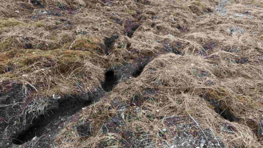 How to Get Rid of Voles in Your Yard and Garden (7 Methods)