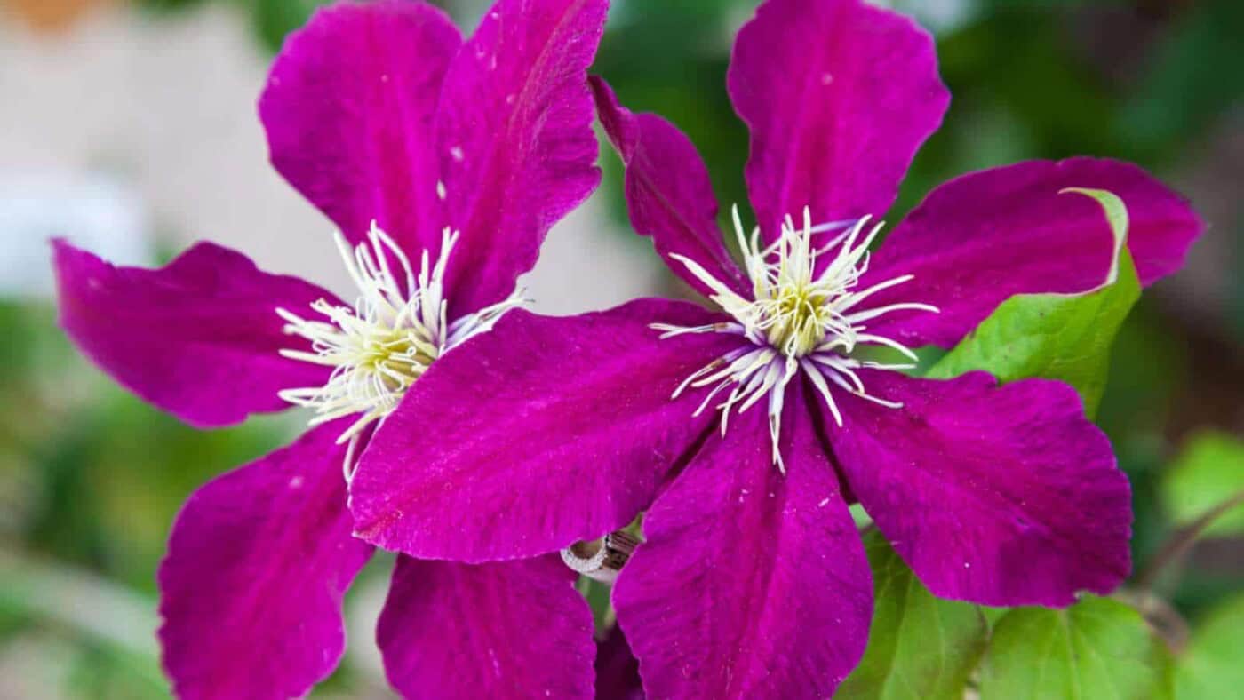 How to Plant, Grow, and Care for Clematis (Leather Flower)