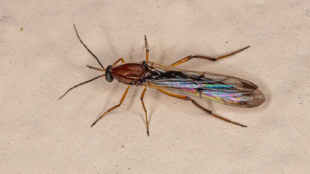 No See Ums: What They Are and How to Get Rid of Them