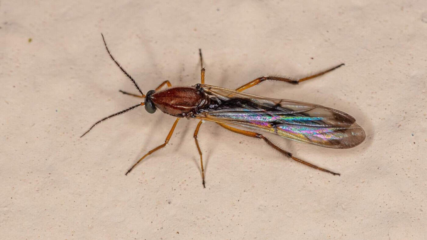 No See Ums: What They Are and How to Get Rid of Them