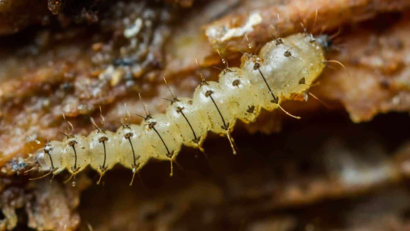 No See Ums: What They Are and How to Get Rid of Them