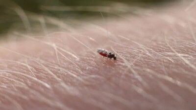 No See Ums: What They Are and How to Get Rid of Them