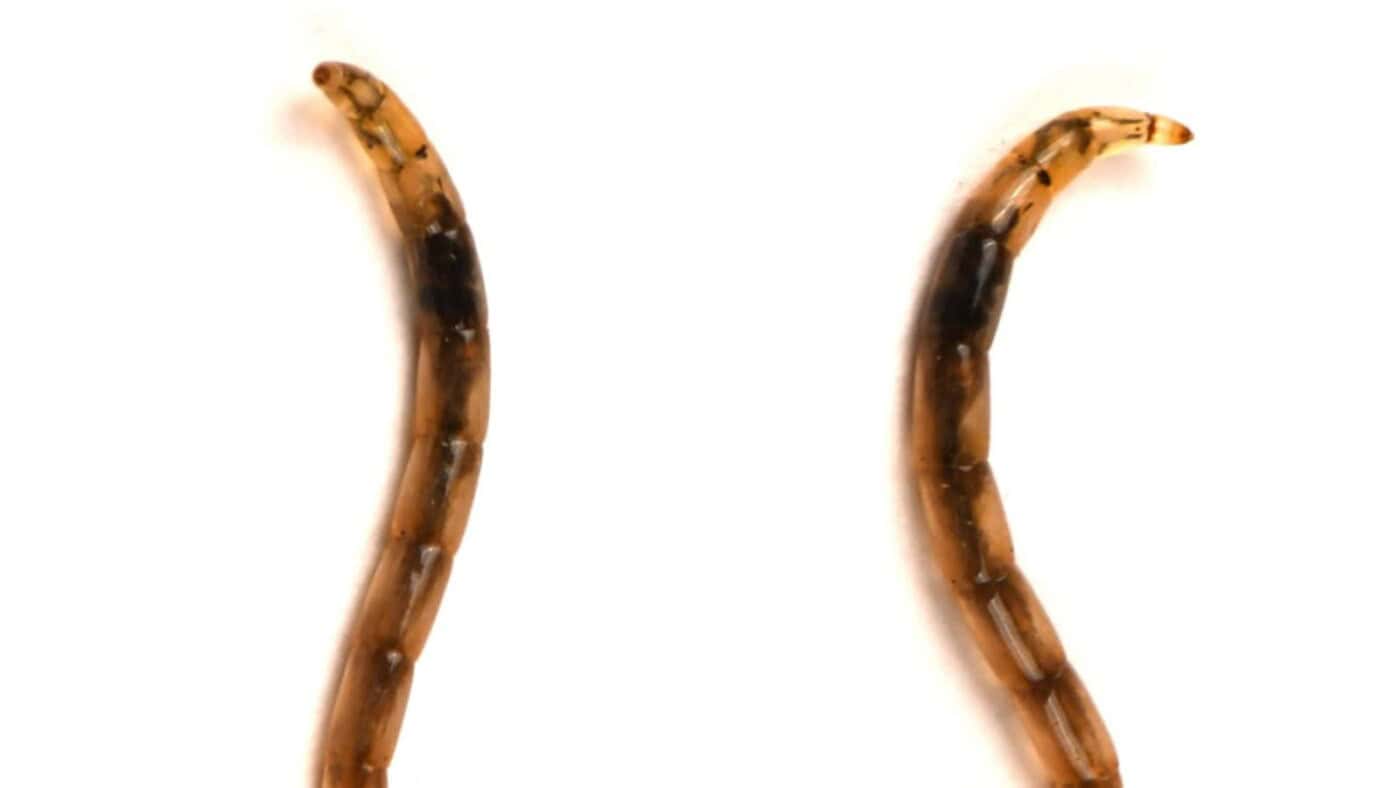 No See Ums: What They Are and How to Get Rid of Them