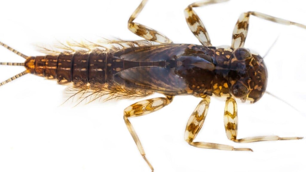 Mayflies: What Are They and How to Get Rid of Them
