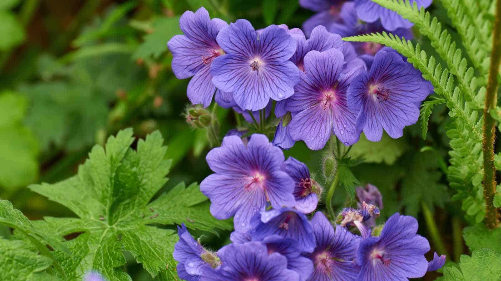 Add Charm in Your Garden with These 12 Blue and White Flowers
