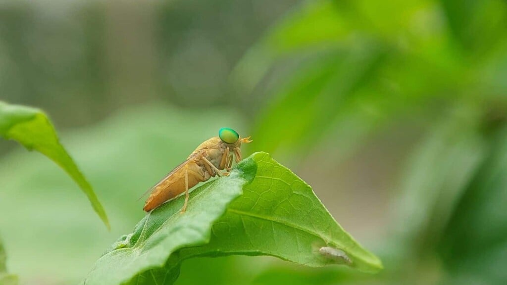 Horse Fly: How to Identify and Get Rid of Horse Flies