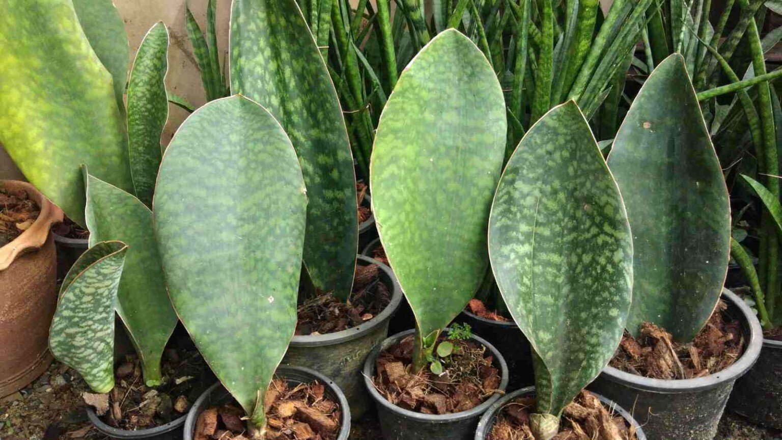 Garden Giants: A Showcase of Big Leaf Succulents