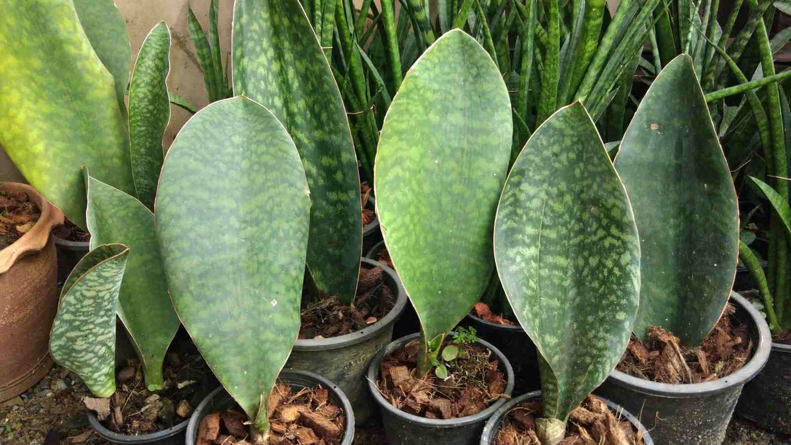Garden Giants: A Showcase of Big Leaf Succulents
