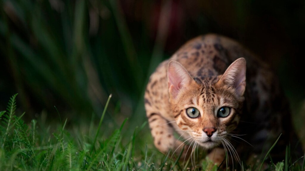 Cattitude Chronicles: A Closer Look at 12 Cats Embracing Their Inner ...