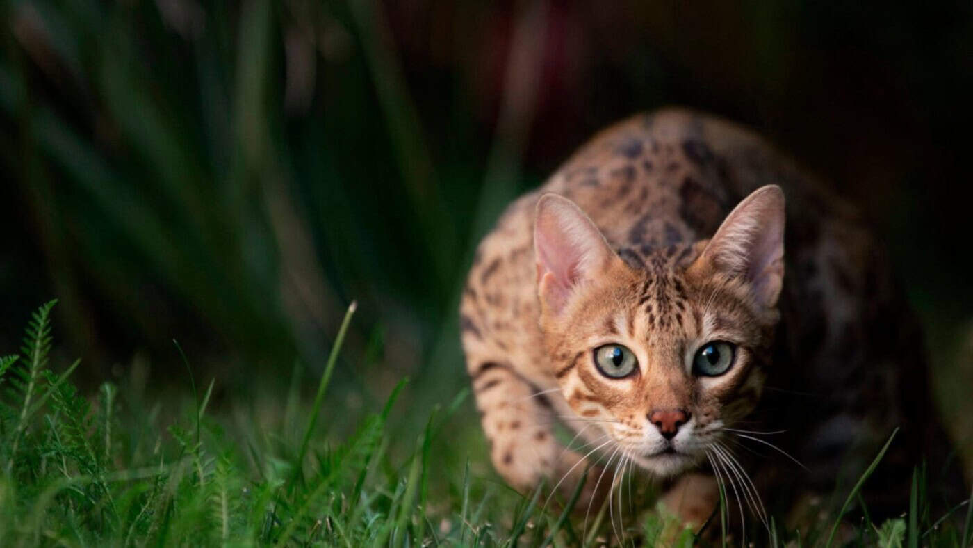 Cattitude Chronicles: A Closer Look at 12 Cats Embracing Their Inner ...