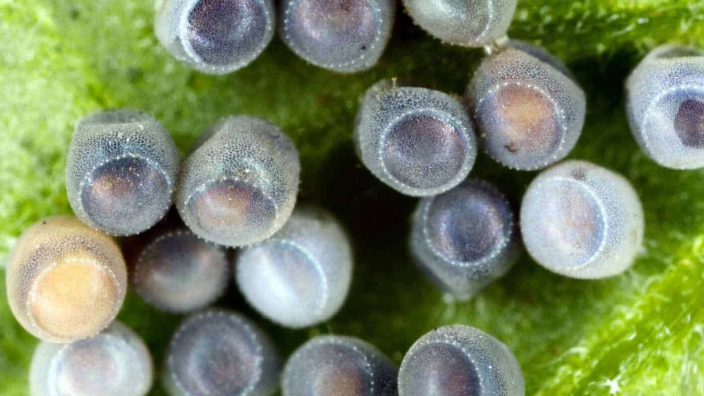 Stink Bug Eggs: Everything You Need to Know