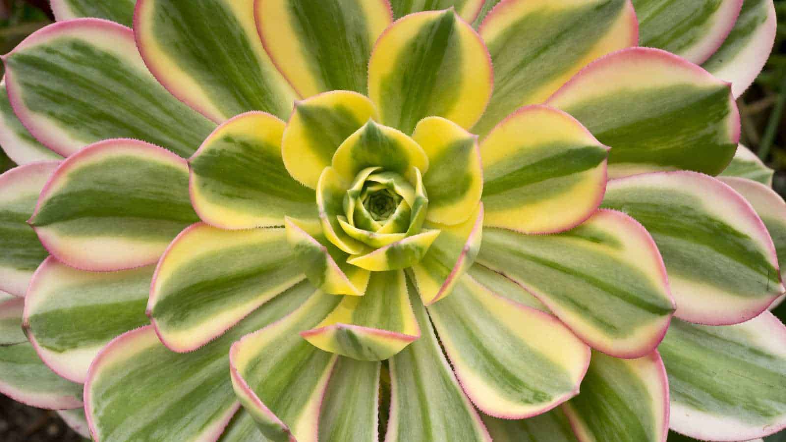 Garden Giants: A Showcase of Big Leaf Succulents