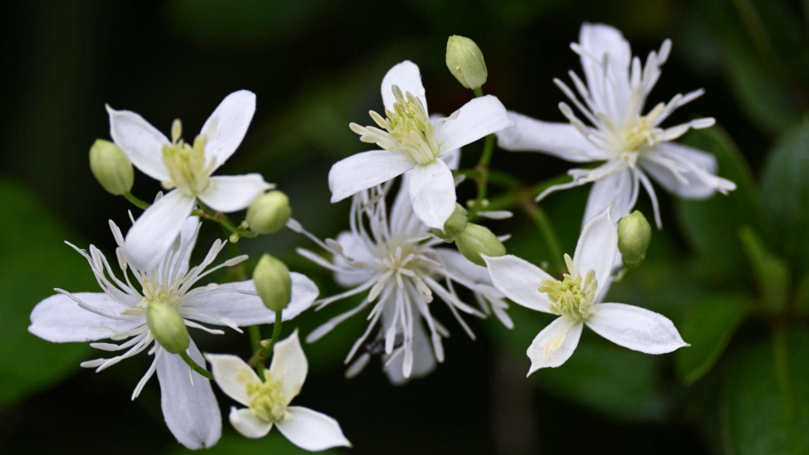 How to Plant, Grow, and Care for Clematis (Leather Flower)