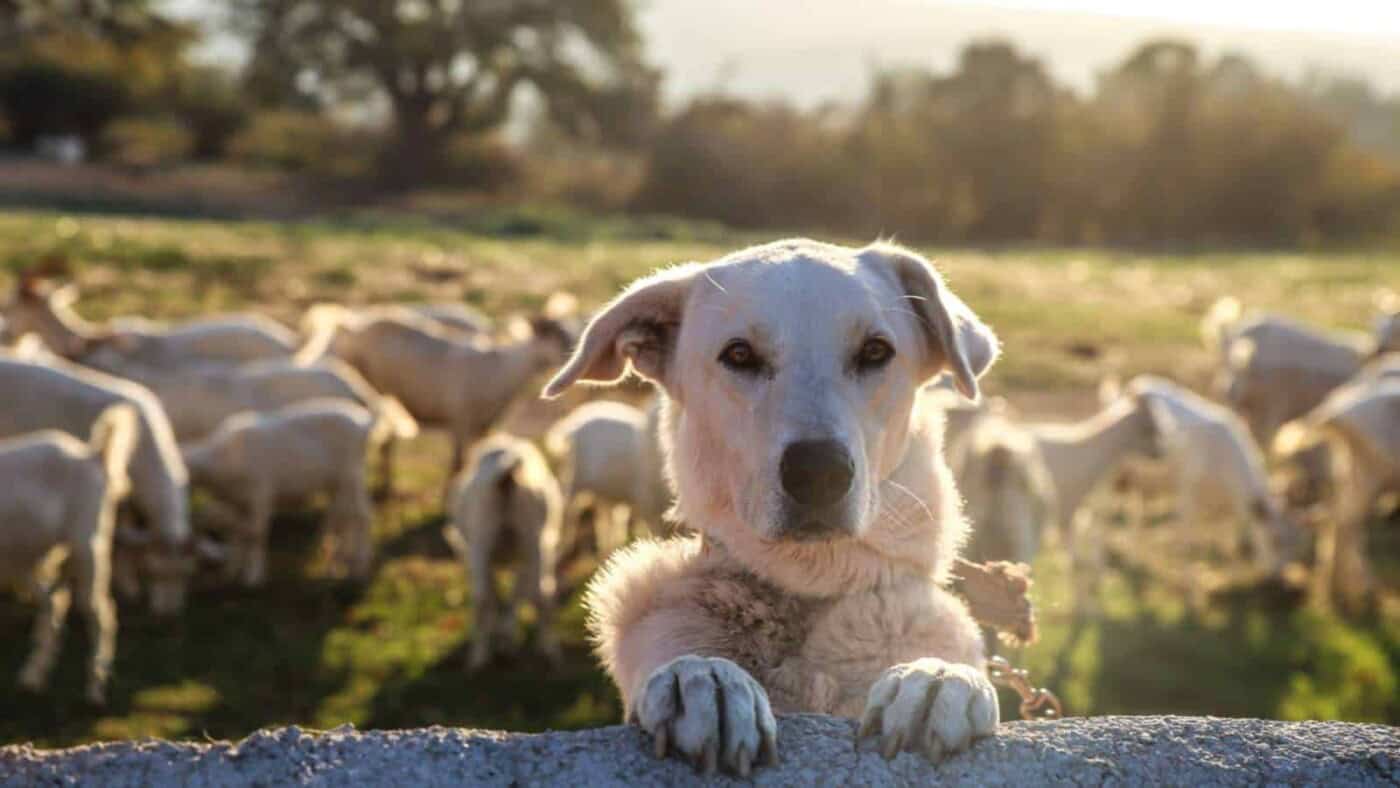A Glimpse into the Happy Lives of 12 Farm Dogs | Planet Natural
