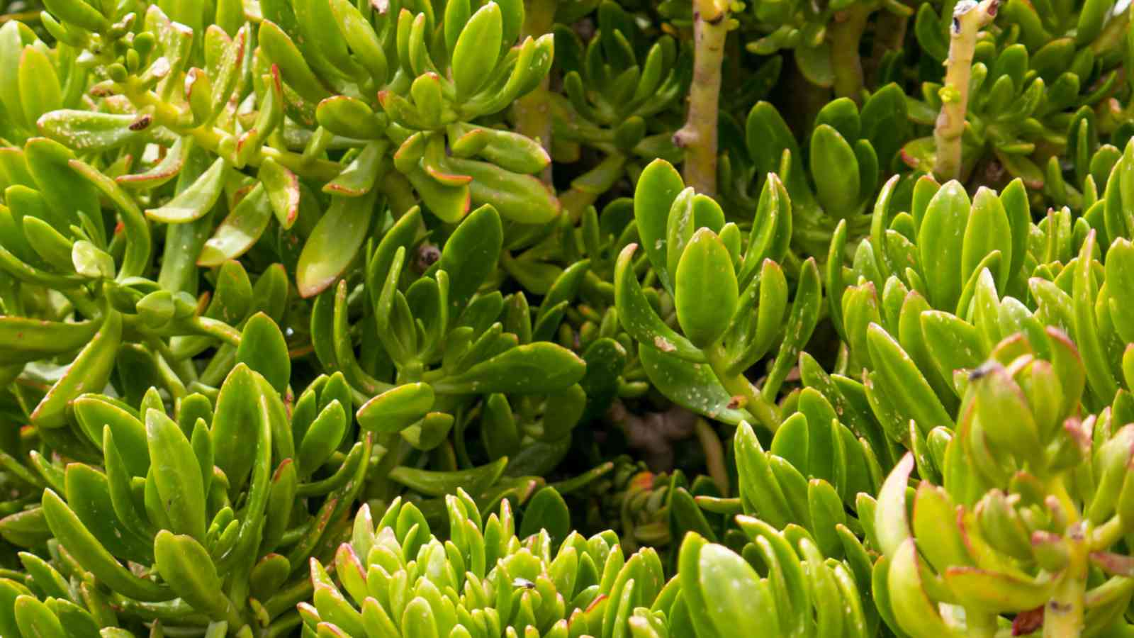 Garden Giants: A Showcase of Big Leaf Succulents