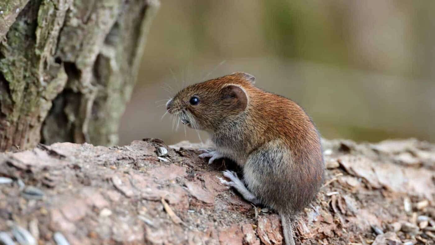 How to Get Rid of Voles in Your Yard and Garden (7 Methods)