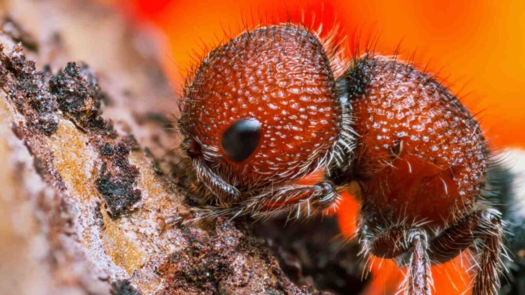 Velvet Ant: What You Need to Know About Cow Killer Ants