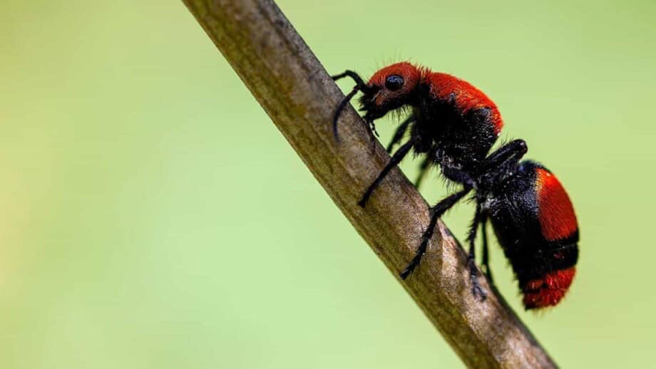 Velvet Ant: What You Need to Know About Cow Killer Ants