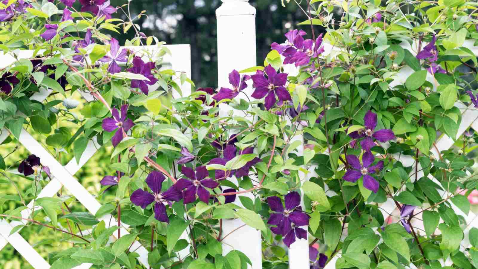 How to Plant, Grow, and Care for Clematis (Leather Flower)