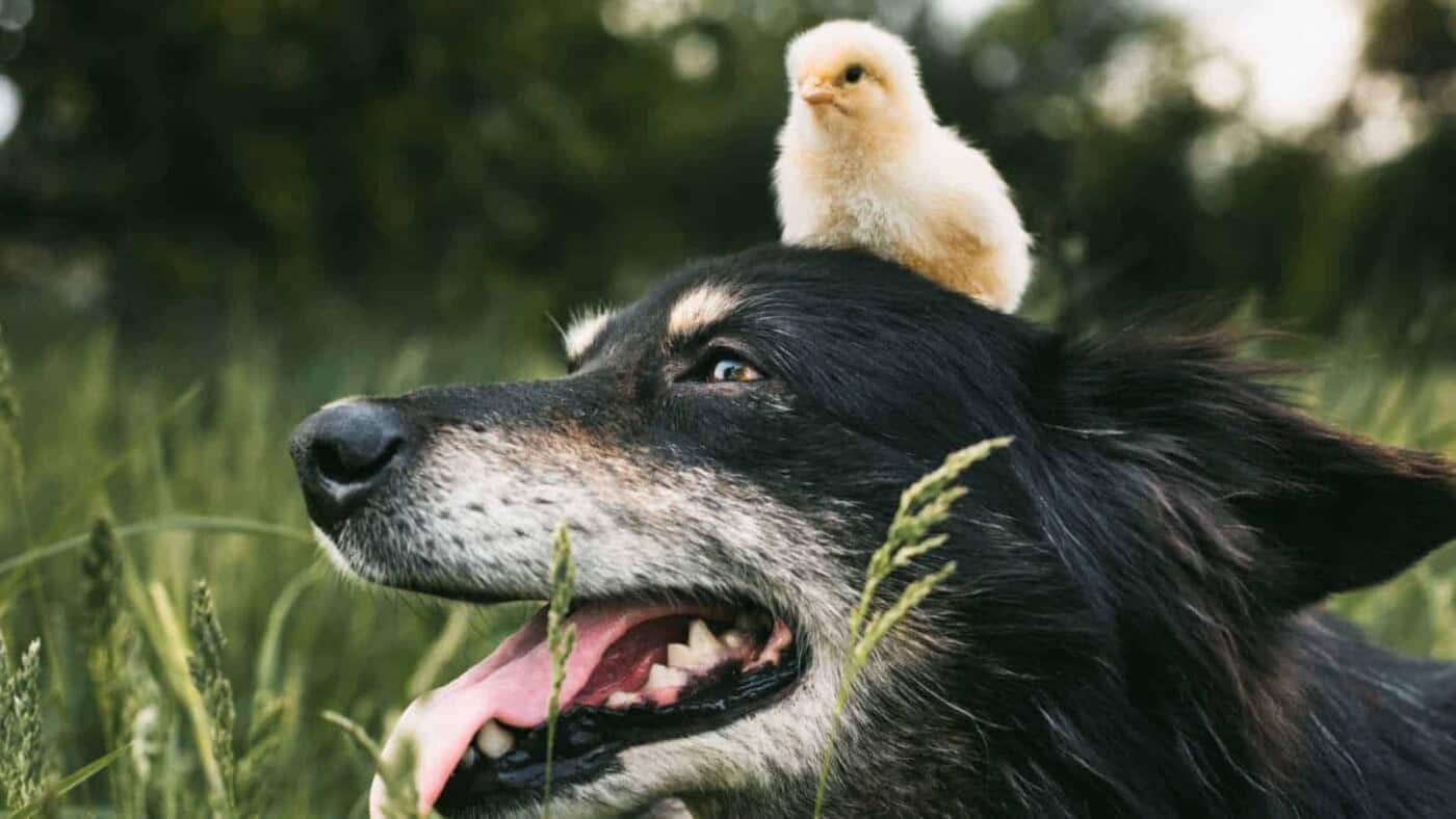A Glimpse into the Happy Lives of 12 Farm Dogs | Planet Natural