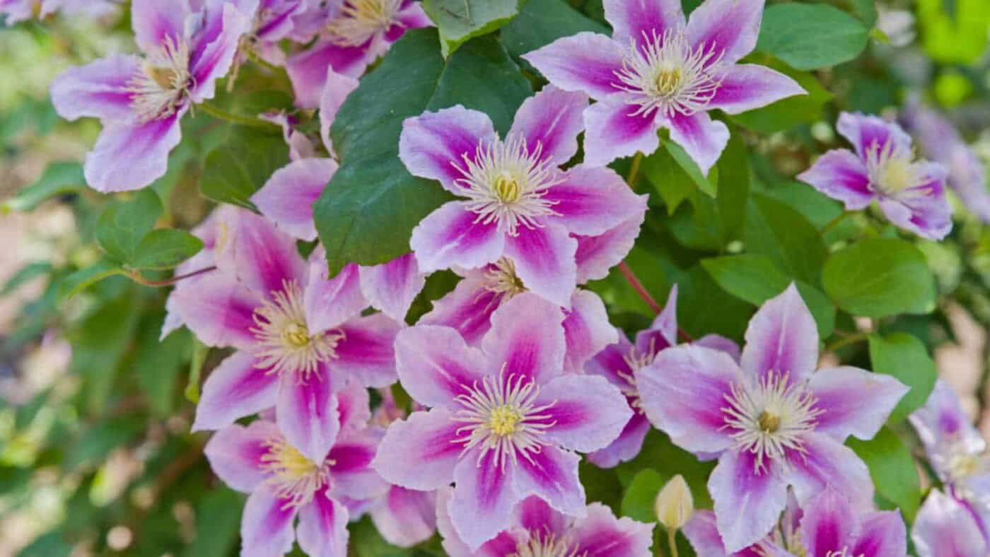 How to Plant, Grow, and Care for Clematis (Leather Flower)