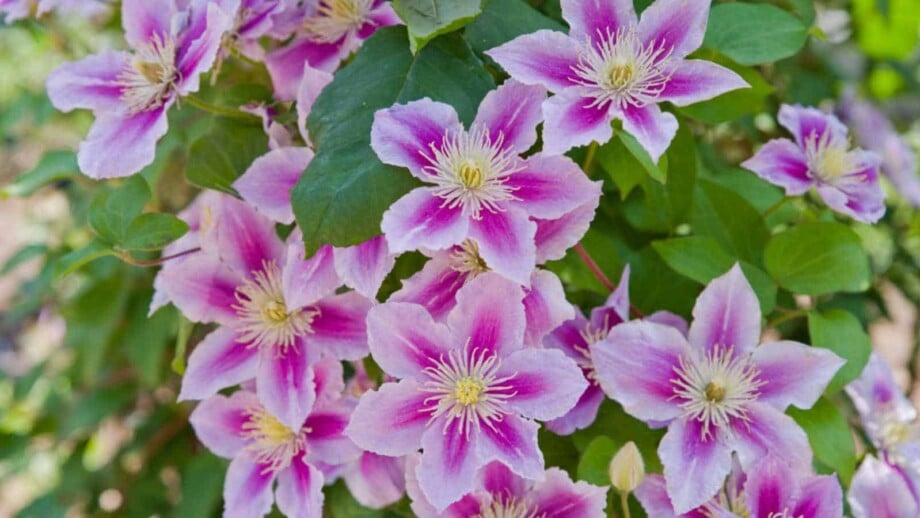 How to Plant, Grow, and Care for Clematis (Leather Flower)