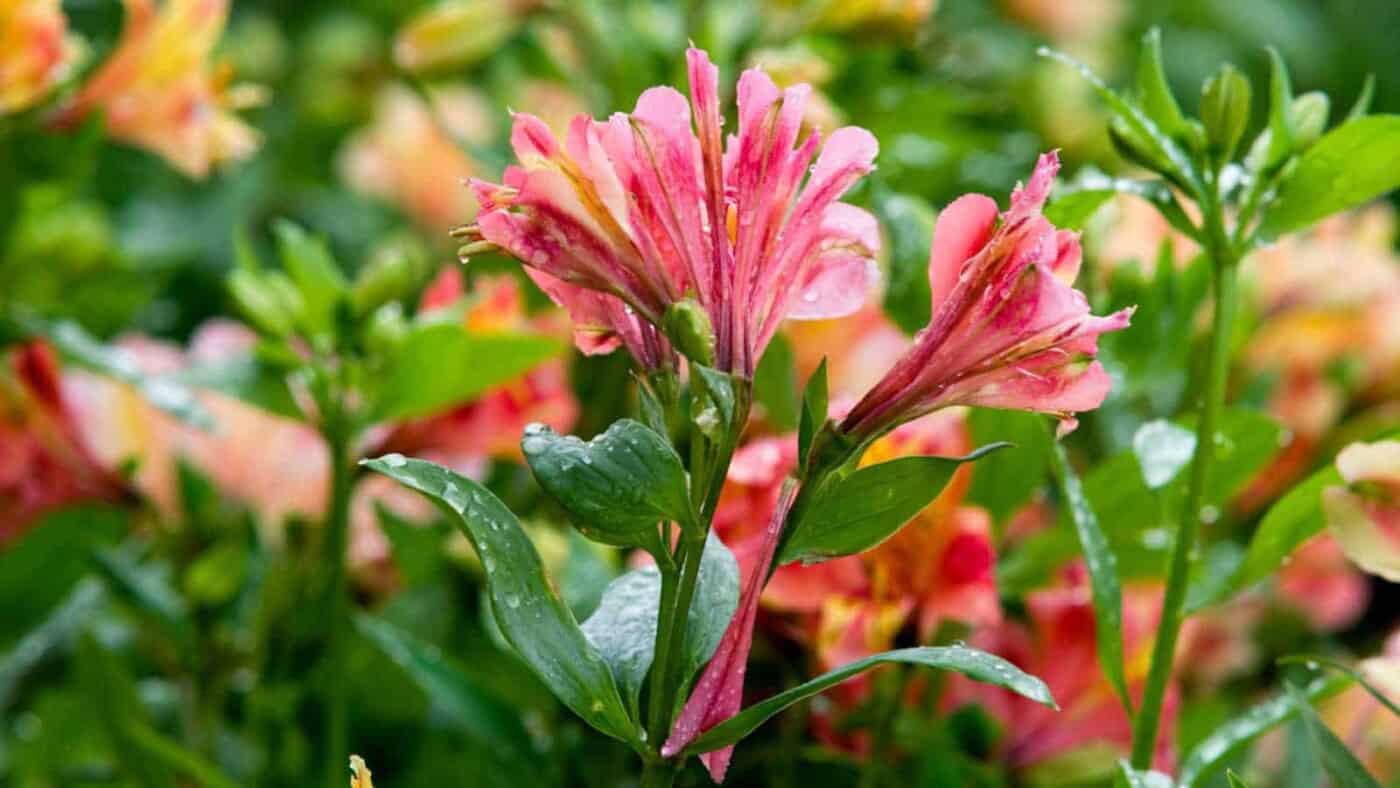 How to Plant, Grow and Care for Alstroemeria (Peruvian Lily)