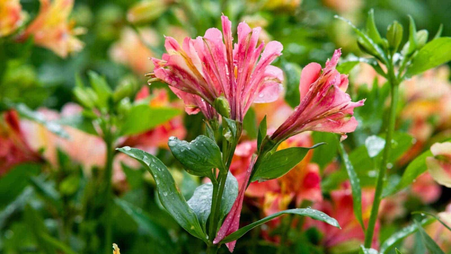 How to Plant, Grow and Care for Alstroemeria (Peruvian Lily)